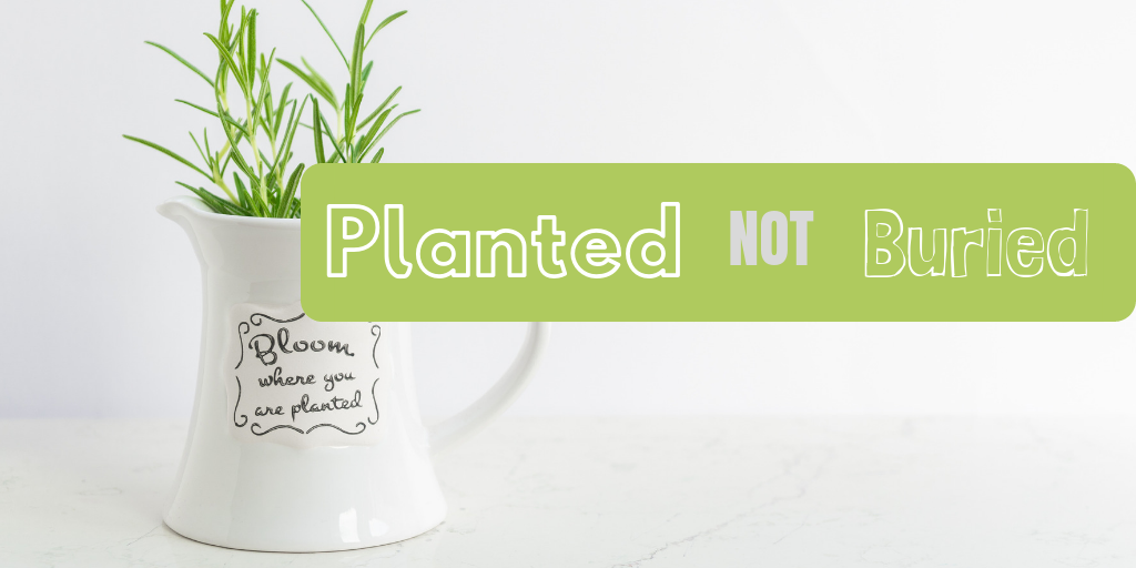 Sunday Sermons: “Planted Not Buried” by Transformation Church – The ...